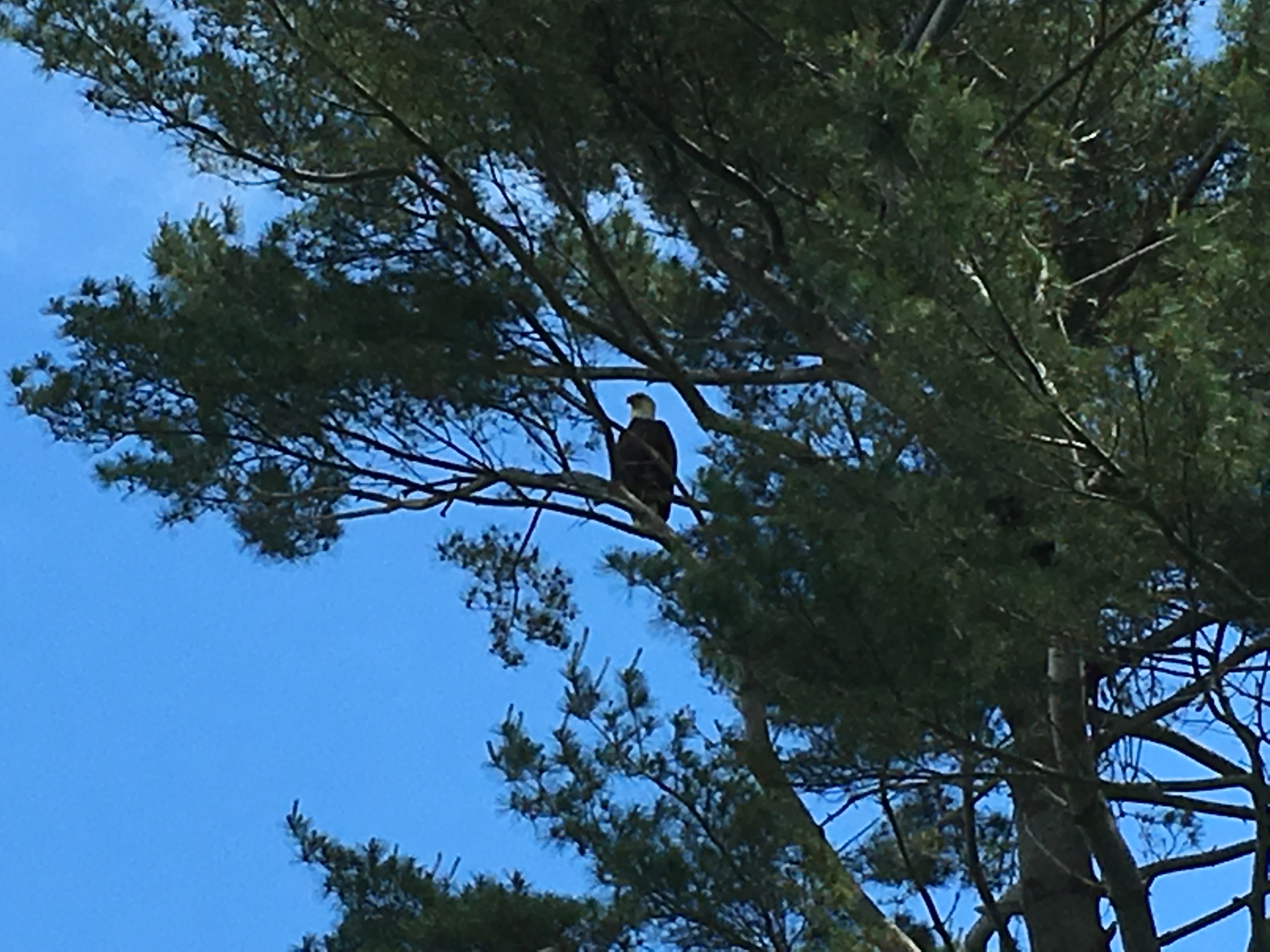 Wannamoisett15-BaldEagle – GEEKED ON GOLF