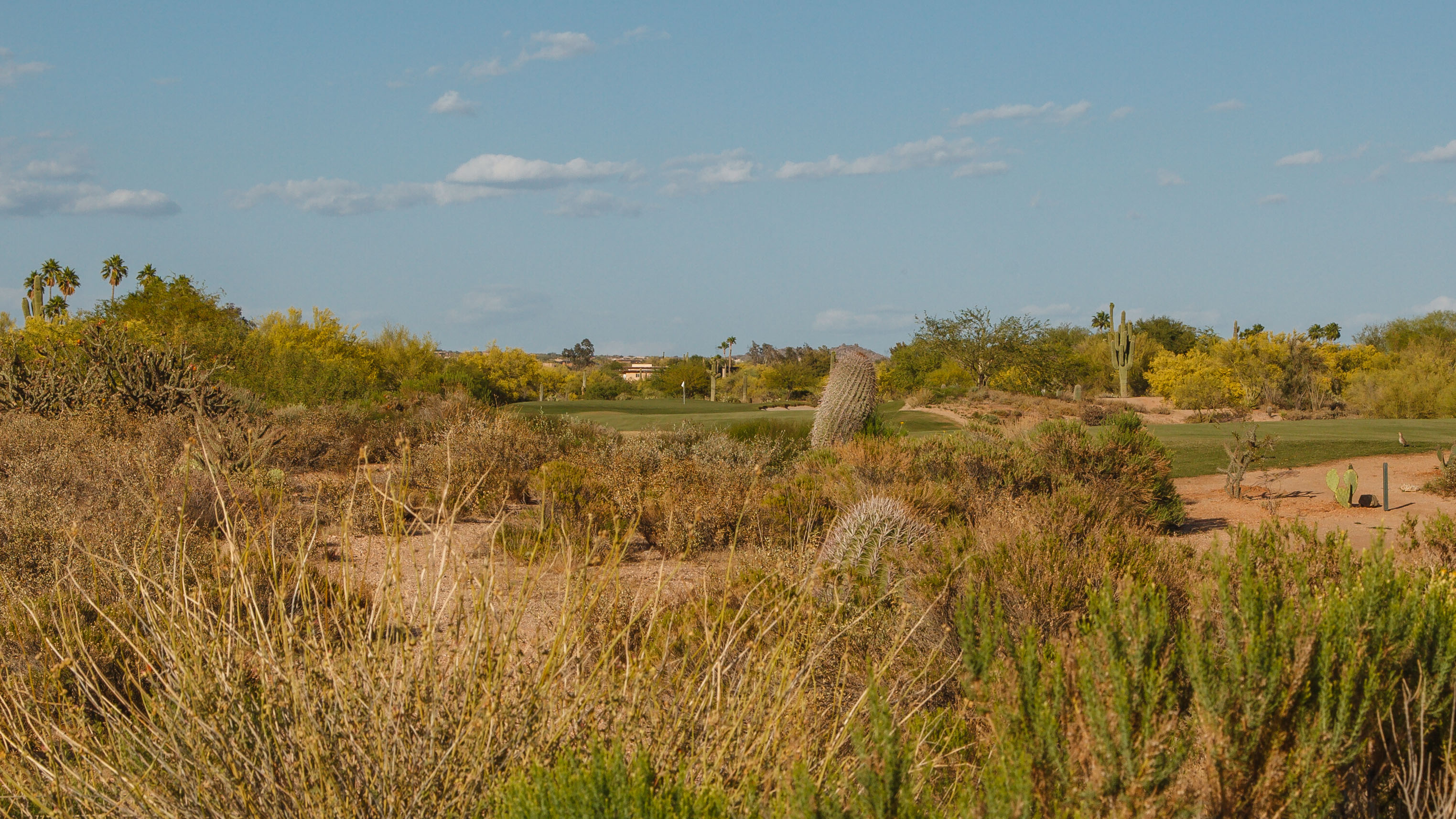 Desert Forest Daydreaming – GEEKED ON GOLF